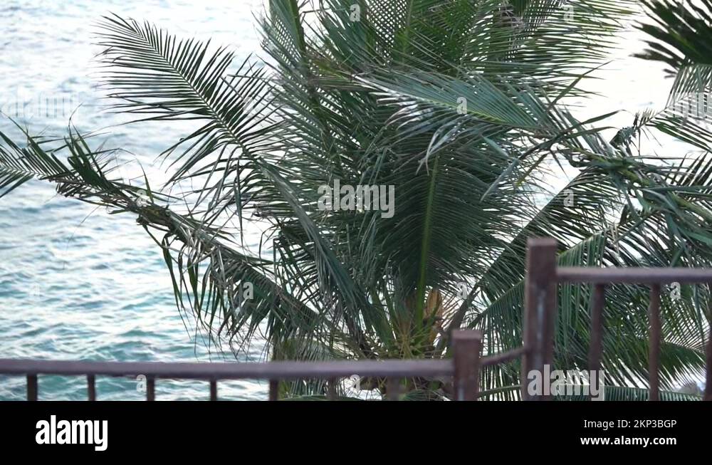 Coconut flowering Stock Videos & Footage - HD and 4K Video Clips - Alamy