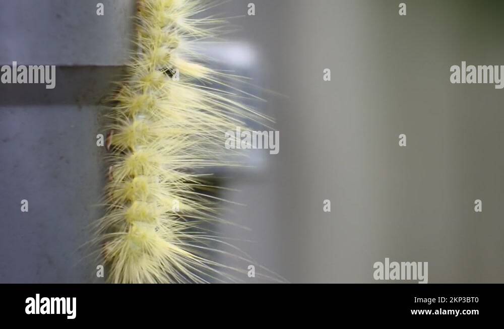 Pipe moth Stock Videos & Footage - HD and 4K Video Clips - Alamy