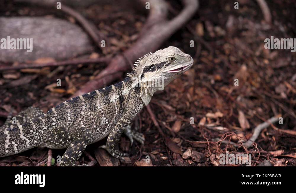 Australian Eastern Water Dragon eats a worm then looks at camera Stock ...