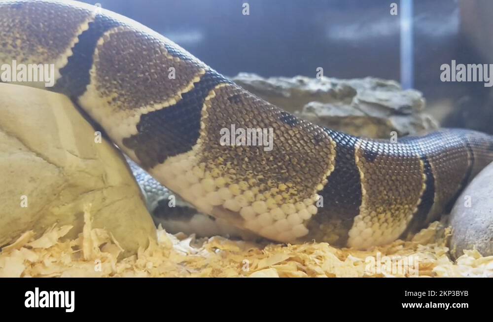 Beautiful scales Stock Videos & Footage - HD and 4K Video Clips - Alamy