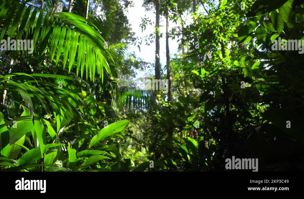 Jungle floor Stock Videos & Footage - HD and 4K Video Clips - Alamy