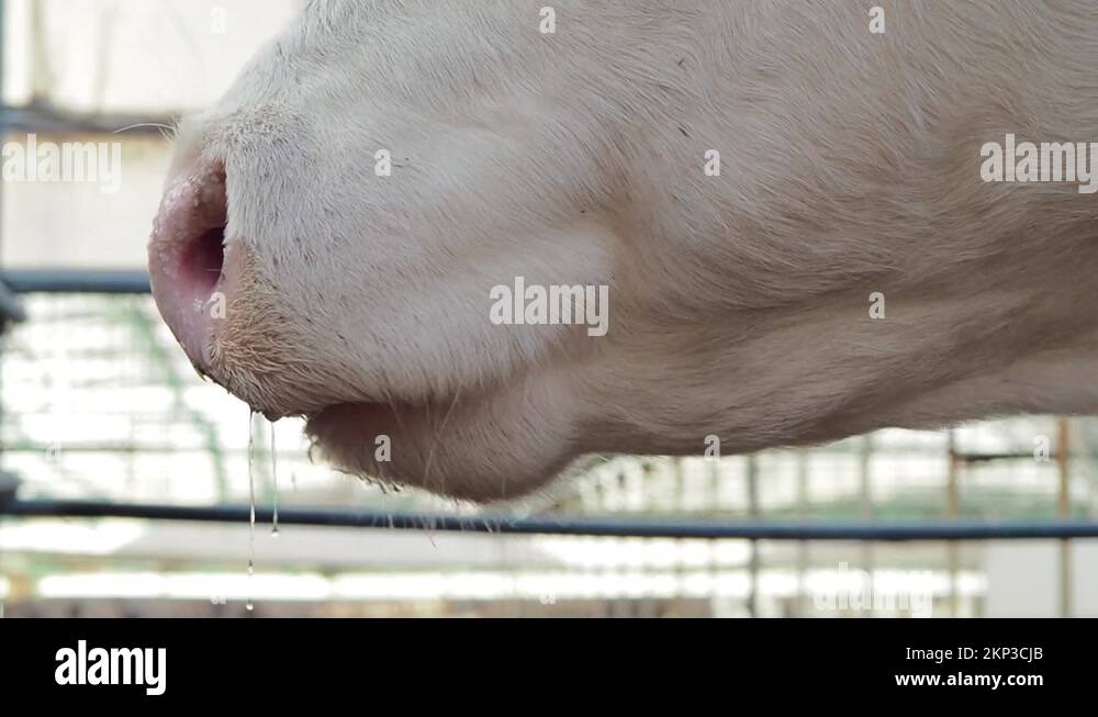 Drooling cow Stock Videos & Footage - HD and 4K Video Clips - Alamy
