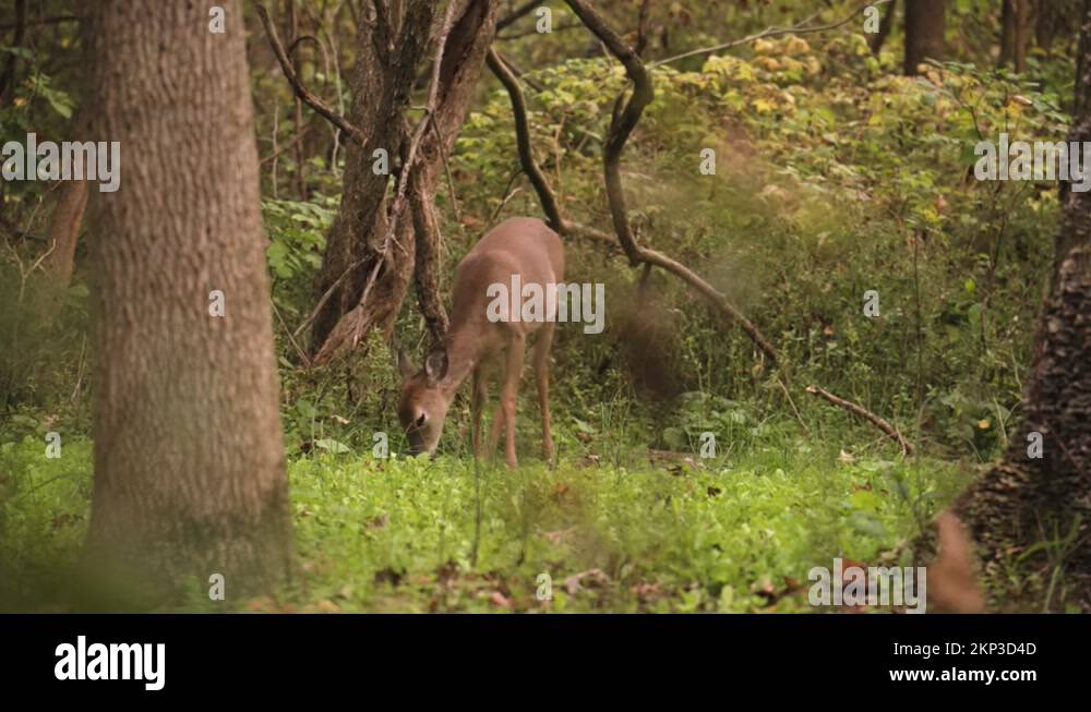 Female White-tailed Deer Fawn Eating Clover In The Forest. - wide shot ...