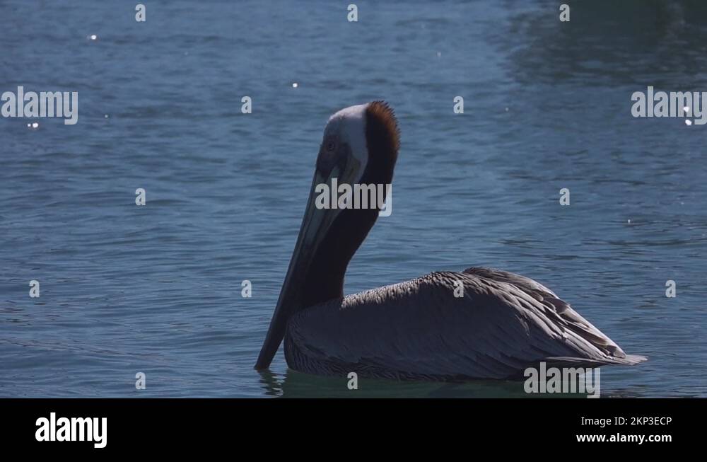 Water weather wildlife wing fauna ornithology avian Stock Videos ...