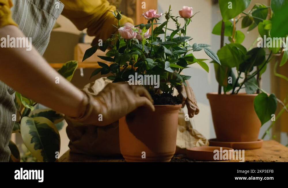 Mini roses Stock Videos & Footage - HD and 4K Video Clips - Alamy