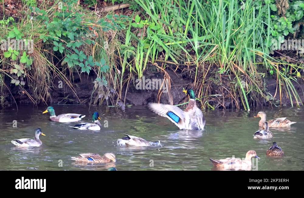 Ducks with water background Stock Videos & Footage - HD and 4K Video ...
