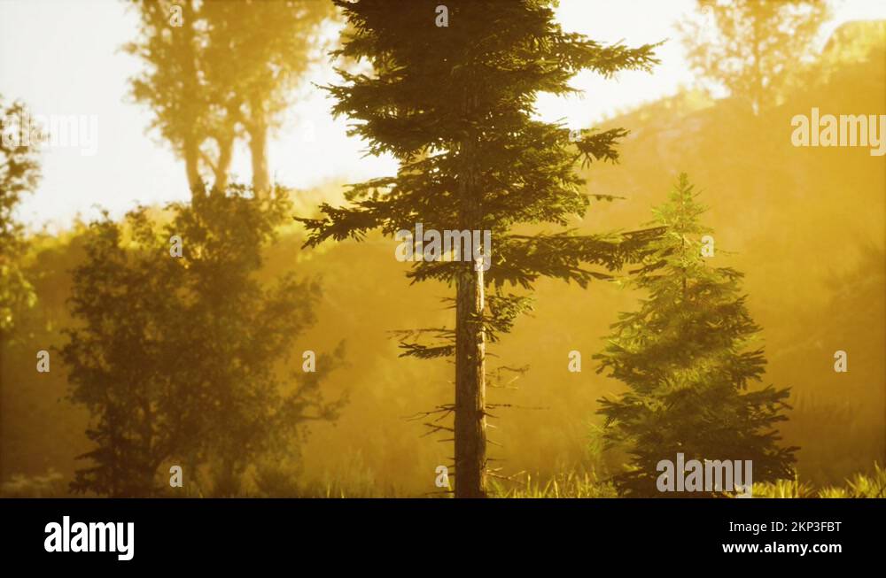 Light and dark forest Stock Videos & Footage - HD and 4K Video Clips ...