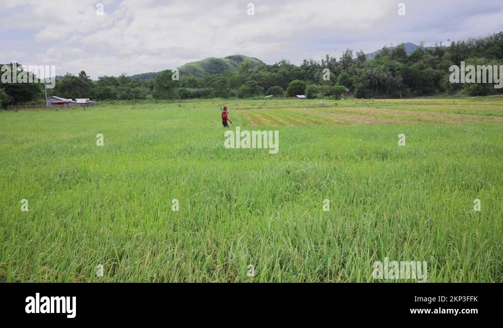 Indigenous paddy Stock Videos & Footage - HD and 4K Video Clips - Alamy
