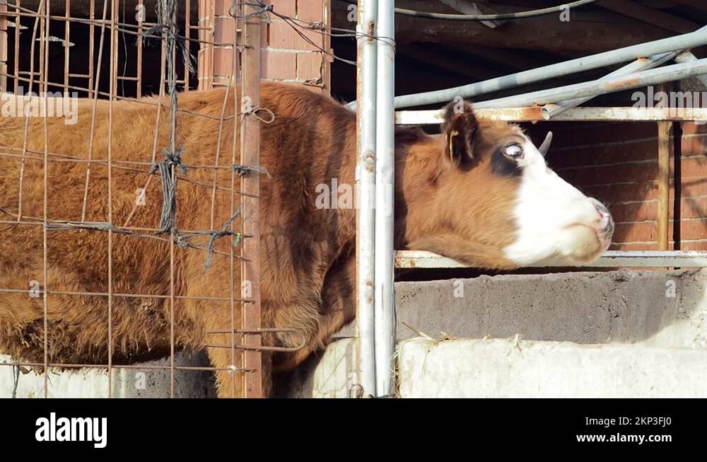 Farm horn brown Stock Videos & Footage - HD and 4K Video Clips - Alamy