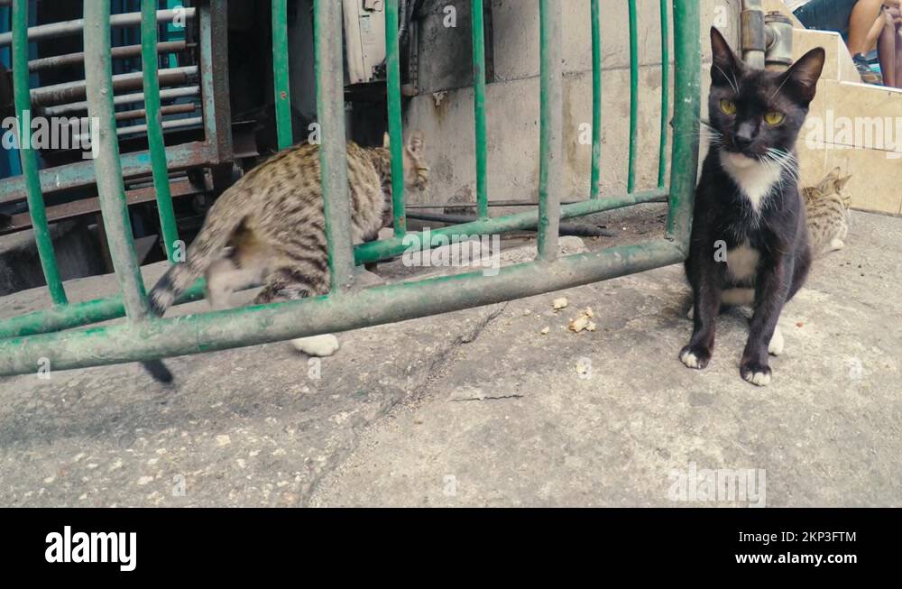 Urban gate Stock Videos & Footage - HD and 4K Video Clips - Alamy