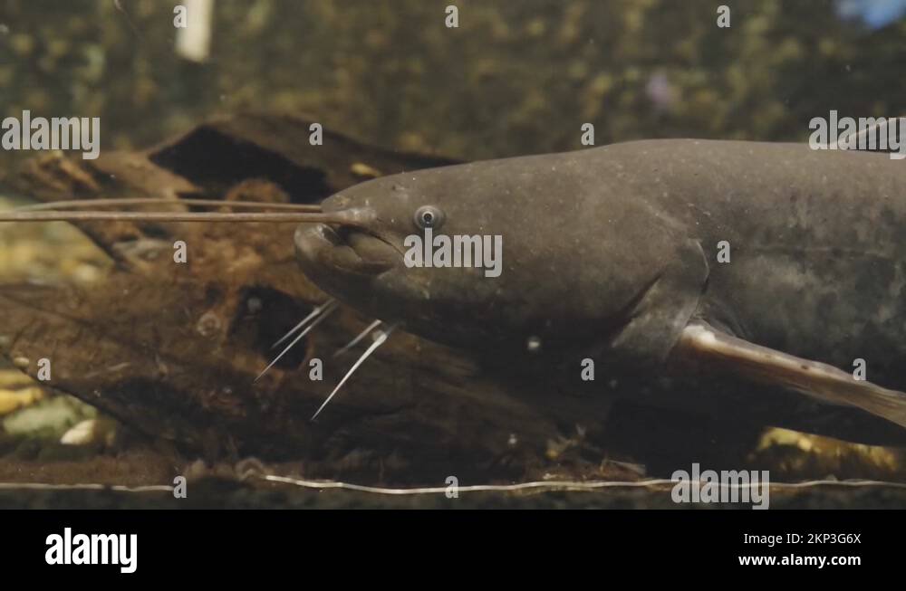 Wels catfish silurus glanis Stock Videos & Footage - HD and 4K Video ...