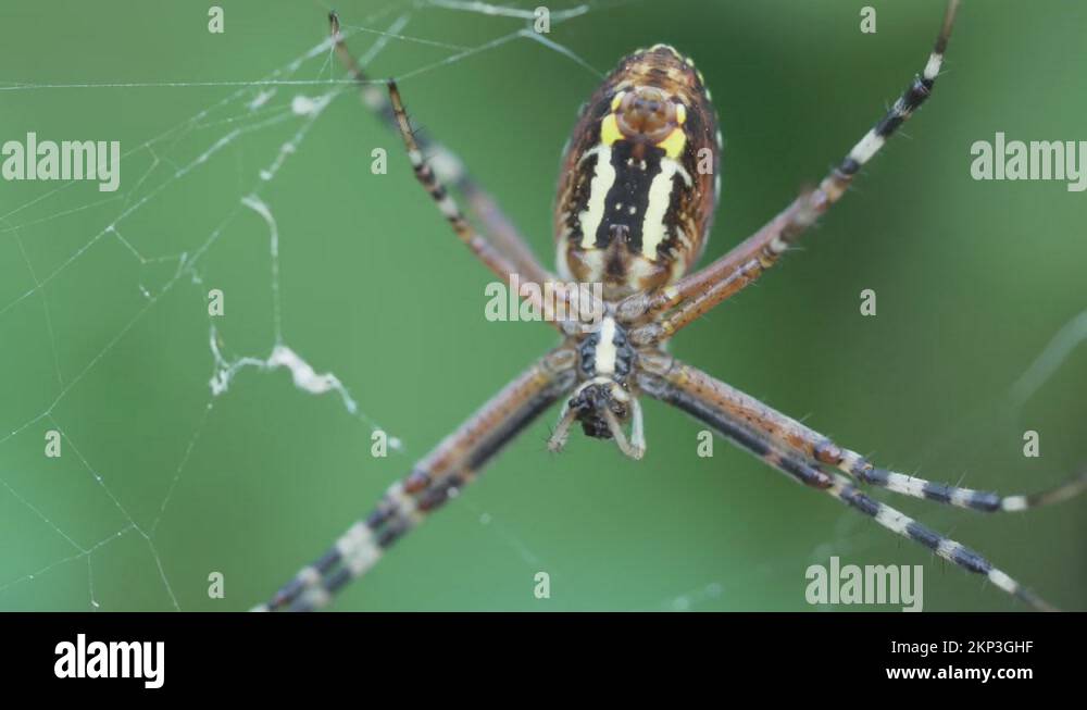 Spider ventral view Stock Videos & Footage - HD and 4K Video Clips - Alamy