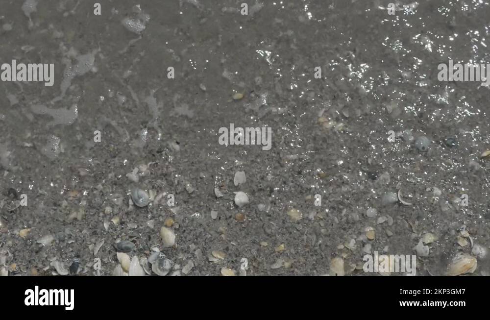 Covering of shells Stock Videos & Footage - HD and 4K Video Clips - Alamy