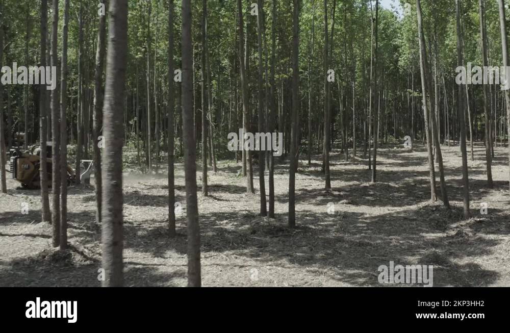 Fresh cut timber Stock Videos & Footage - HD and 4K Video Clips - Alamy