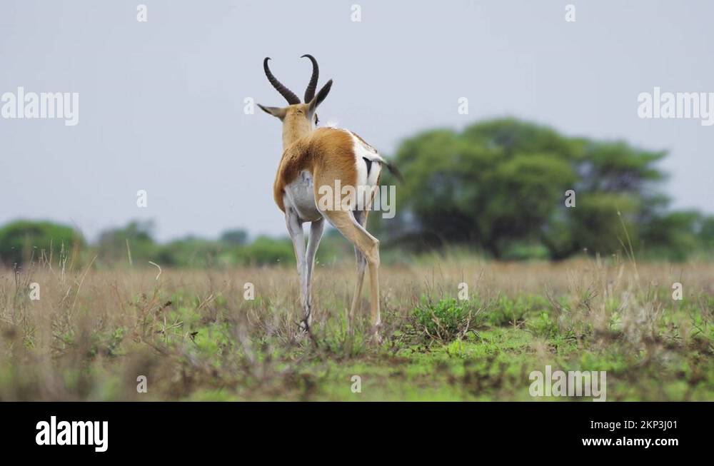 Springbok in natural habitat Stock Videos & Footage - HD and 4K Video ...