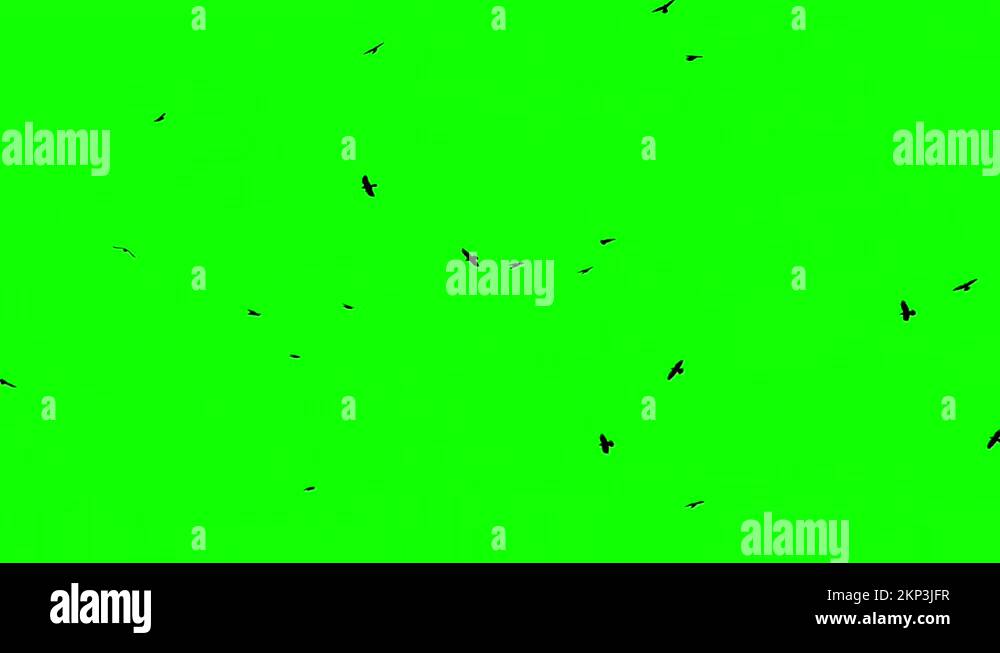 Flock Of Birds On Green Screen. Flock of crows flying in an imperfect ...
