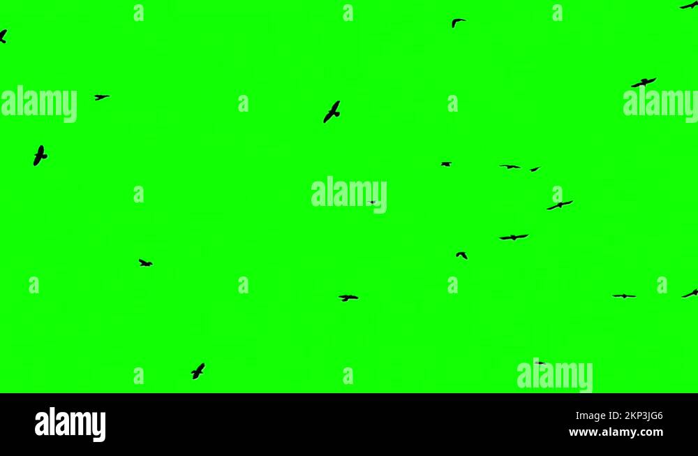Flock Of Birds On Green Screen. Flock of crows flying in an imperfect ...