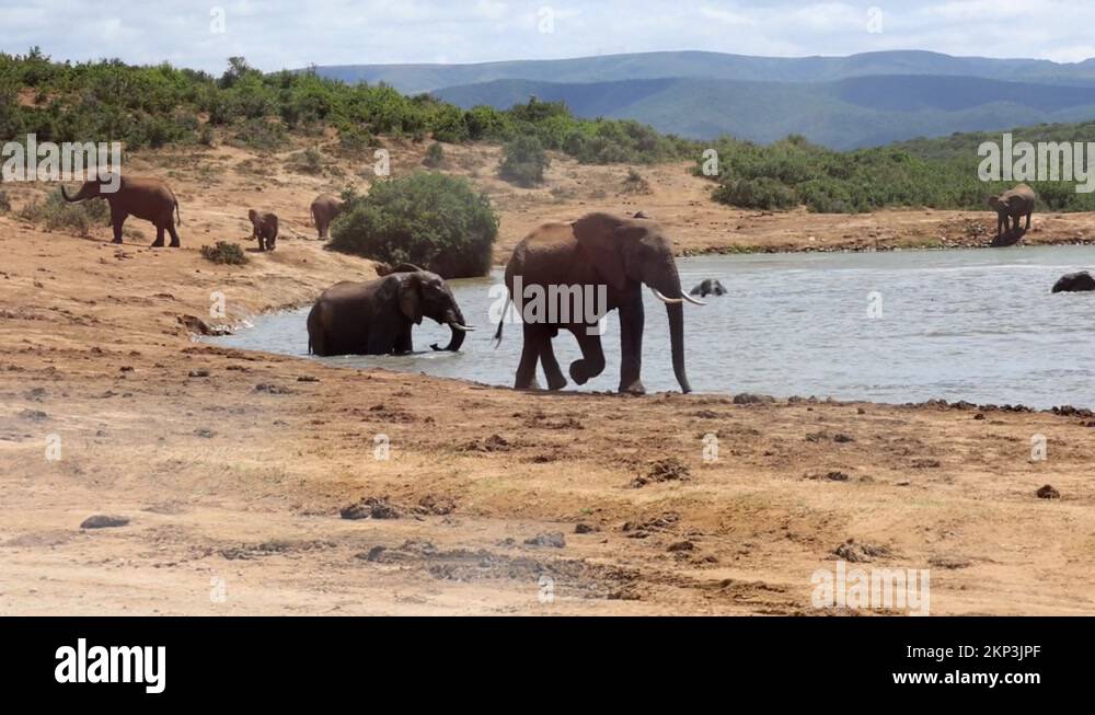 Arid animals Stock Videos & Footage - HD and 4K Video Clips - Alamy