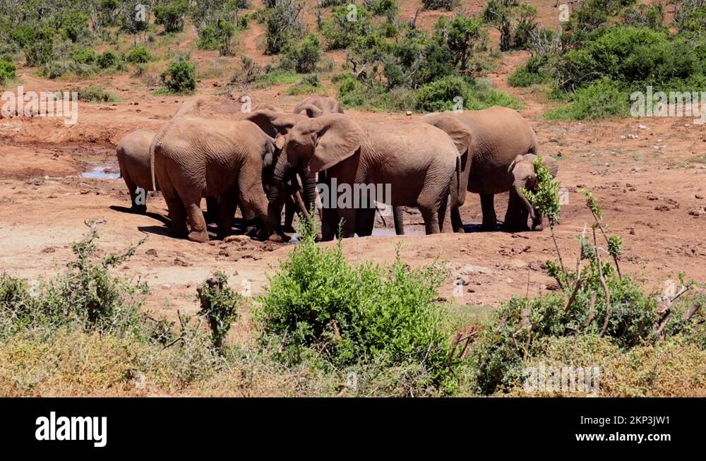 Wild animals and offspring Stock Videos & Footage - HD and 4K Video ...