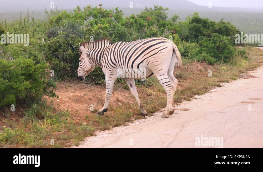 Black and white zebra crossing Stock Videos & Footage - HD and 4K Video ...