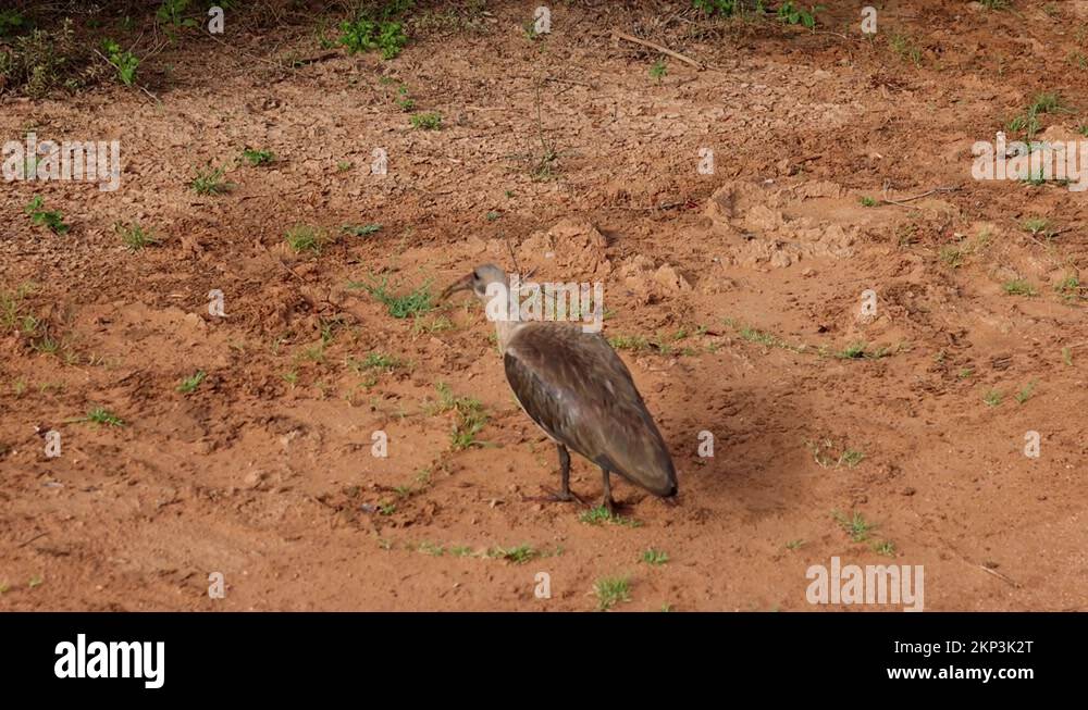 Grey ibis Stock Videos & Footage - HD and 4K Video Clips - Alamy