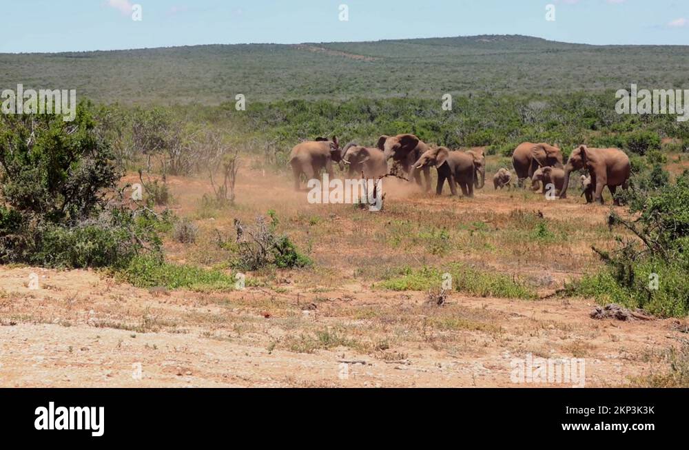 Herd of elephants walking between green shrubs. Fight or play of two ...