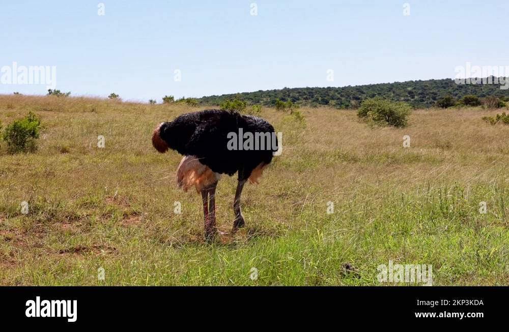 Standing ostrich eating food from ground on meadow. Big bird with long ...