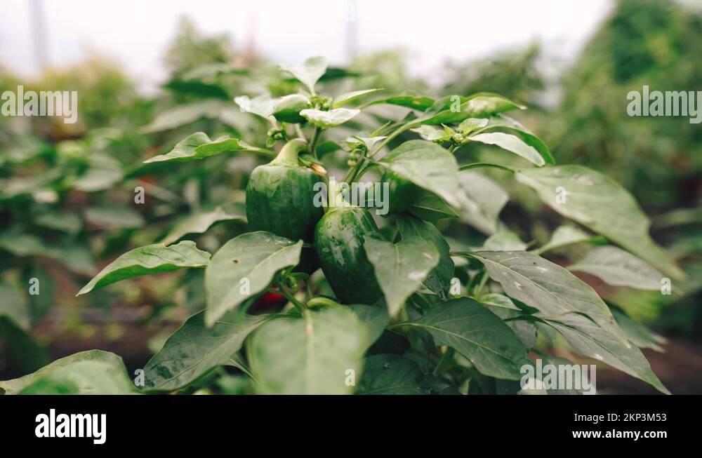 Chilli farming Stock Videos & Footage - HD and 4K Video Clips - Alamy