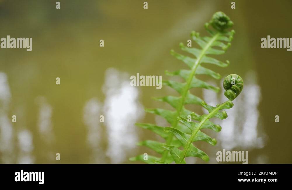 Australian water plant Stock Videos & Footage - HD and 4K Video Clips ...