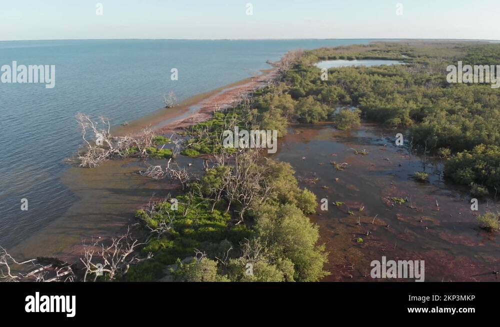 Salt water forest Stock Videos & Footage - HD and 4K Video Clips - Alamy