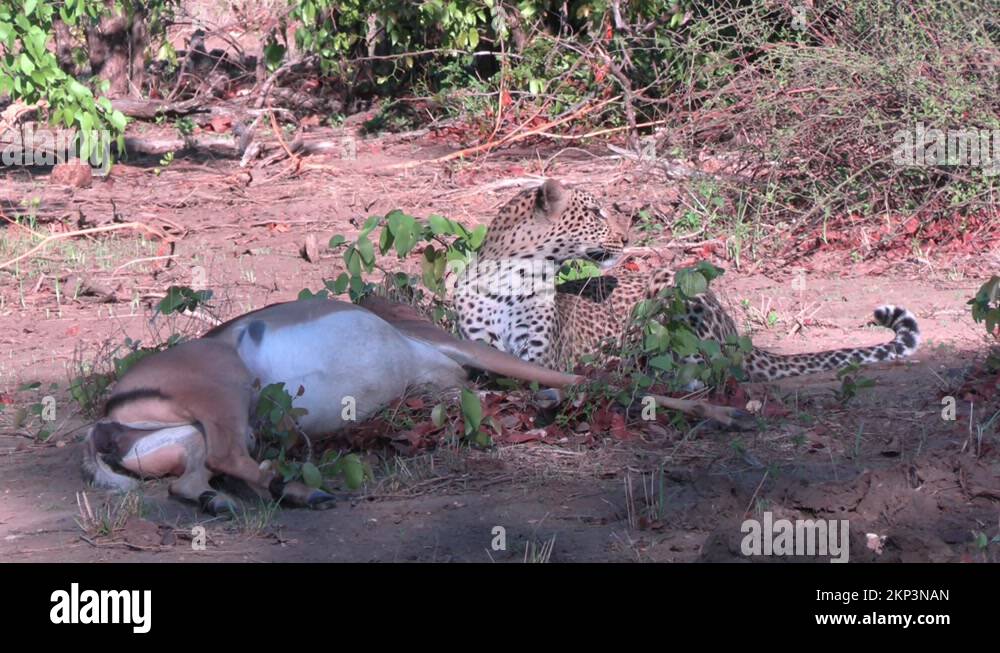 African animal predator Stock Videos & Footage - HD and 4K Video Clips ...