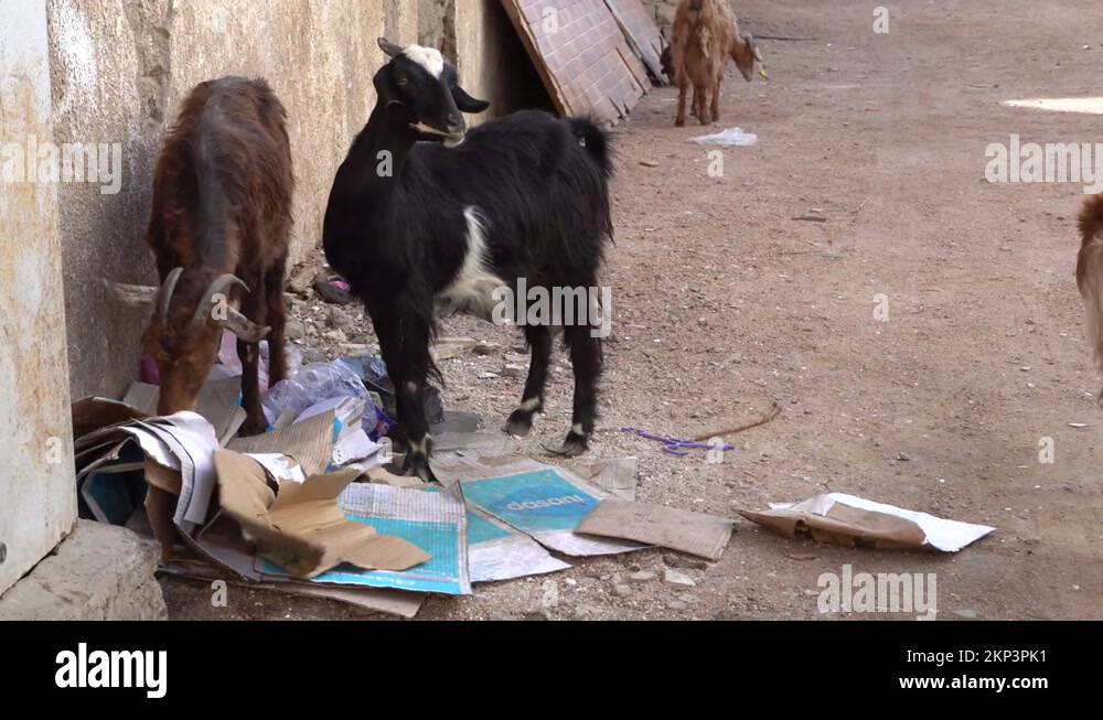 Eating cardboard Stock Videos & Footage - HD and 4K Video Clips - Alamy