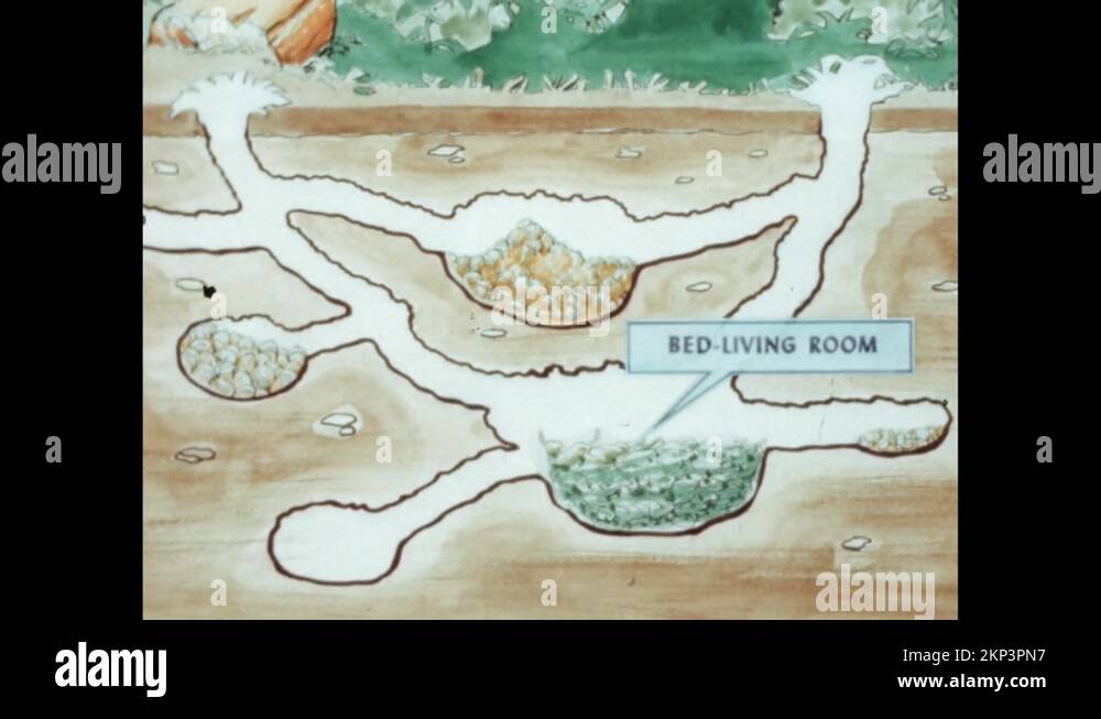 Burrow system Stock Videos & Footage - HD and 4K Video Clips - Alamy