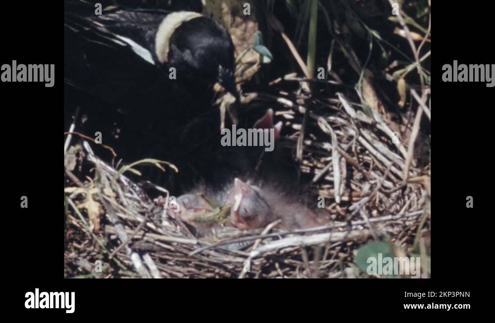 Baby birds crying Stock Videos & Footage - HD and 4K Video Clips - Alamy
