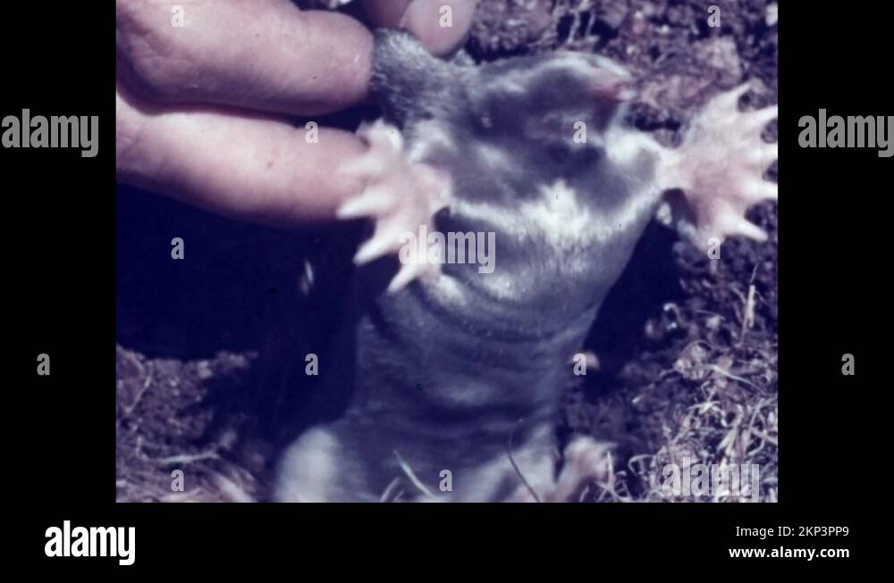 1940s: A hand moves a mole to the top of its burrow. Fingers pinch the ...