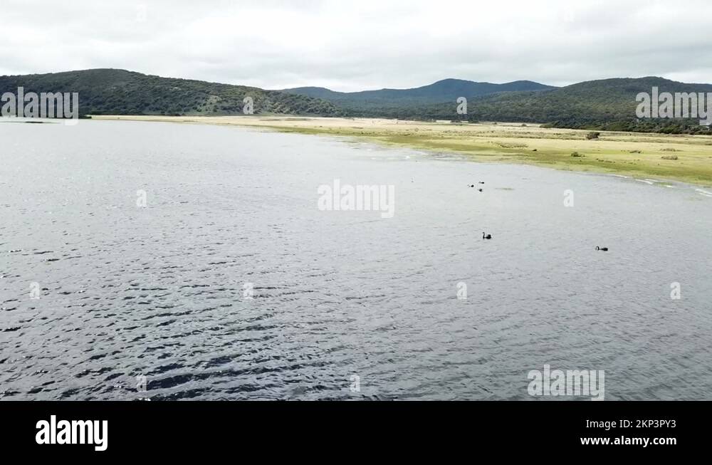 Nature reserve bird Stock Videos & Footage - HD and 4K Video Clips - Alamy