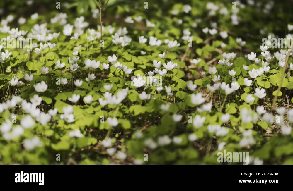Common white oxalis Stock Videos & Footage - HD and 4K Video Clips - Alamy