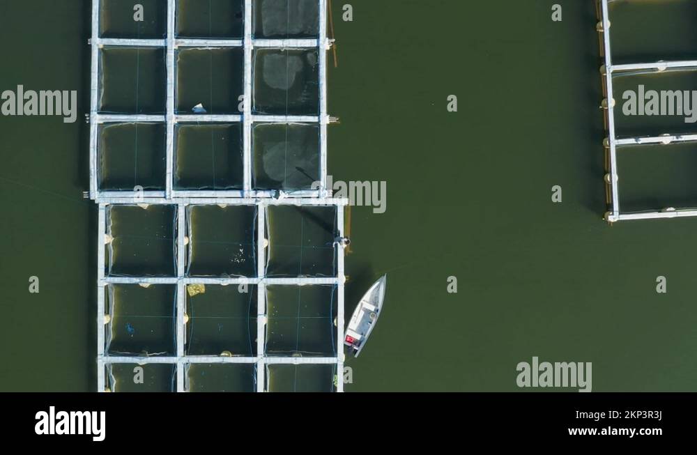 Pisciculture fish Stock Videos & Footage - HD and 4K Video Clips - Alamy