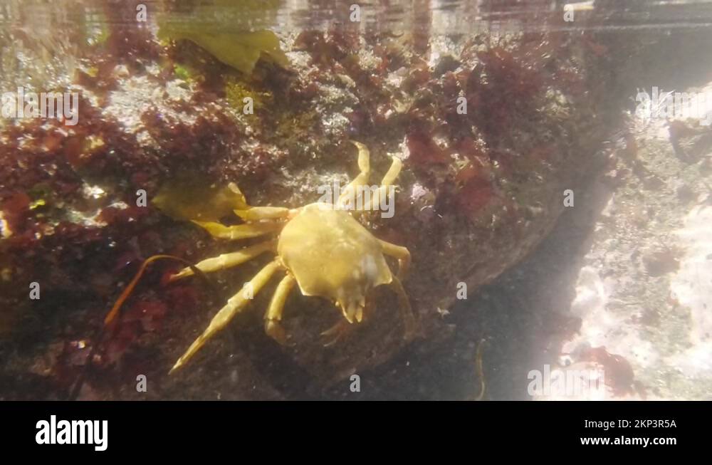 A reveal shot of a Kelp Crab hanging on a rock in a tide pool during ...