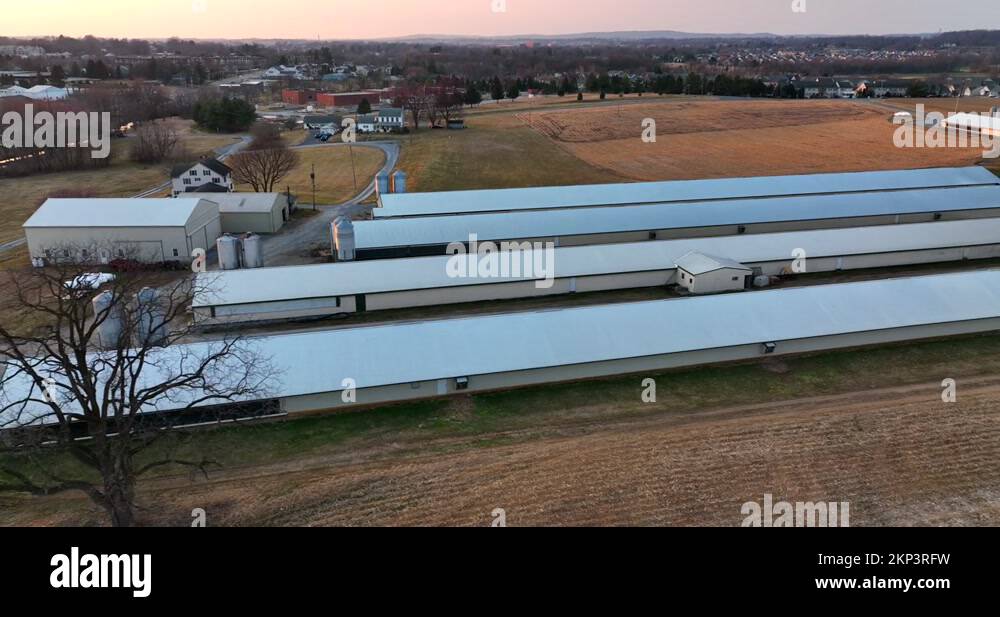 Chicken layer Stock Videos & Footage - HD and 4K Video Clips - Alamy