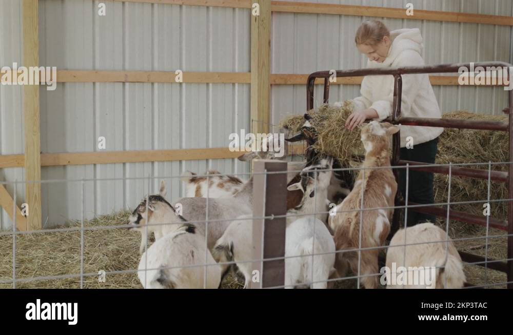 A hard-working child feeds goats in a barn, gives them bundles of hay ...