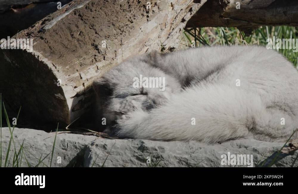 Arctic fox tail Stock Videos & Footage - HD and 4K Video Clips - Alamy