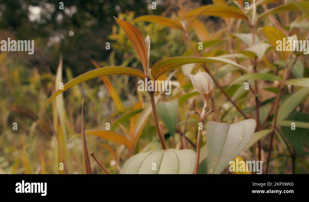 Branches of trees blowing in the wind. Nature background Stock Video ...