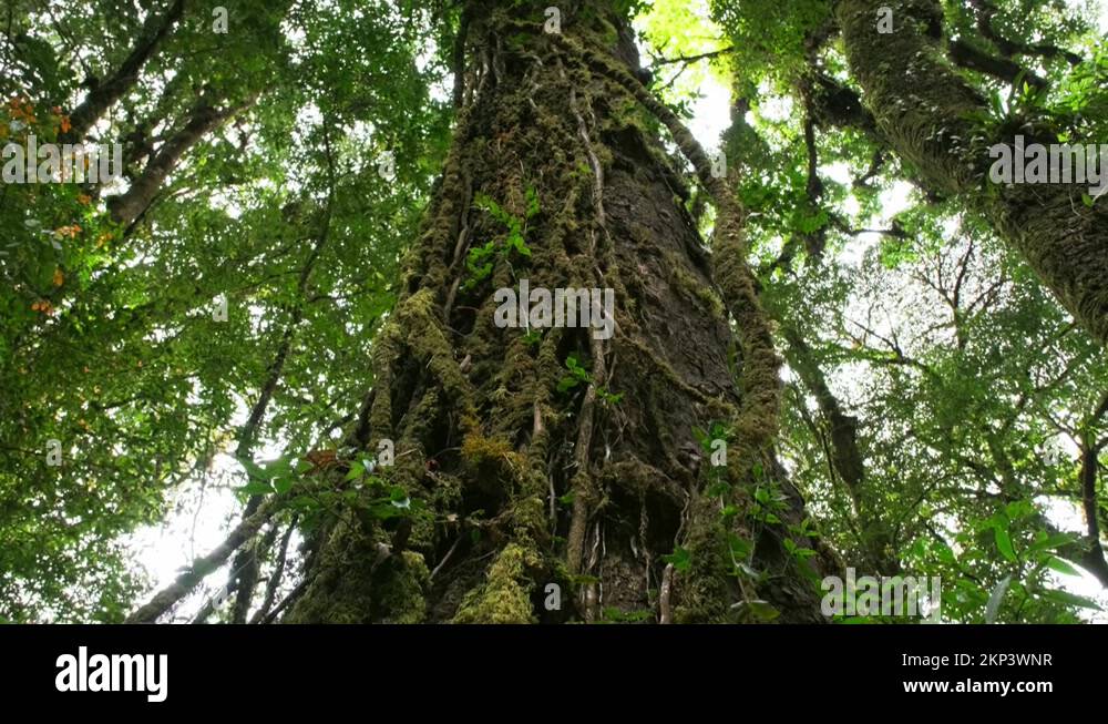 Fern, moss on tree plant in tropical rain forest in Kew Mae Pan nature ...
