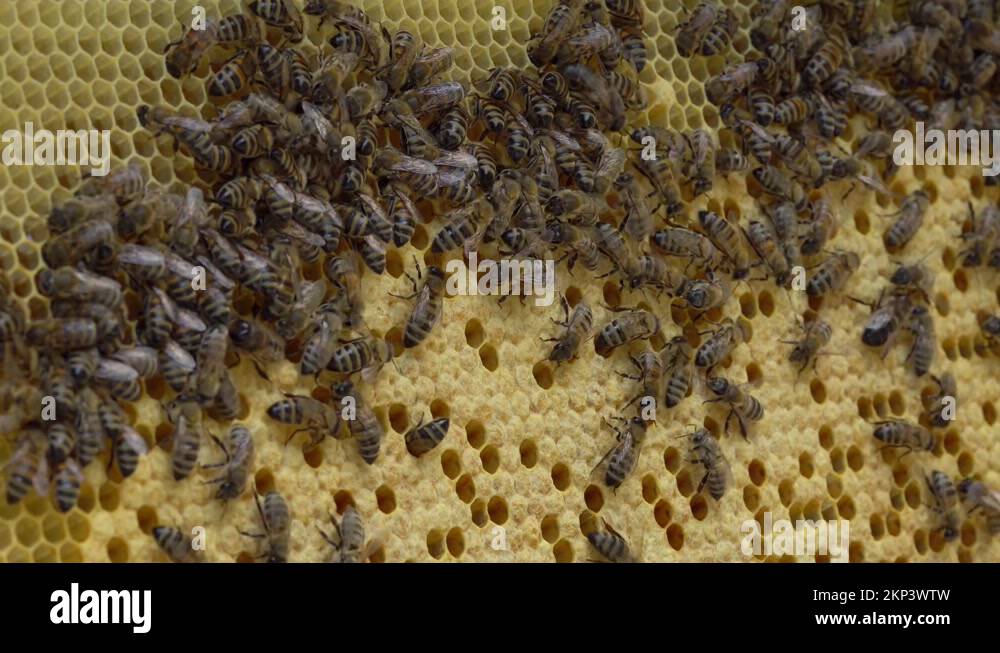 Larvae at various stages of development Stock Videos & Footage - HD and ...