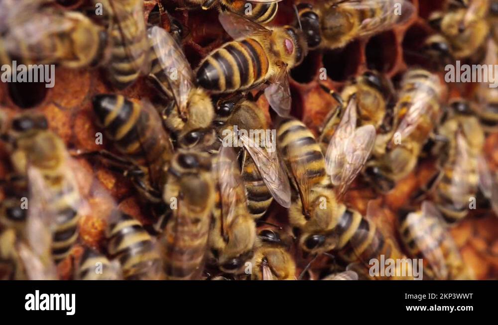 Varroa larvae Stock Videos & Footage - HD and 4K Video Clips - Alamy