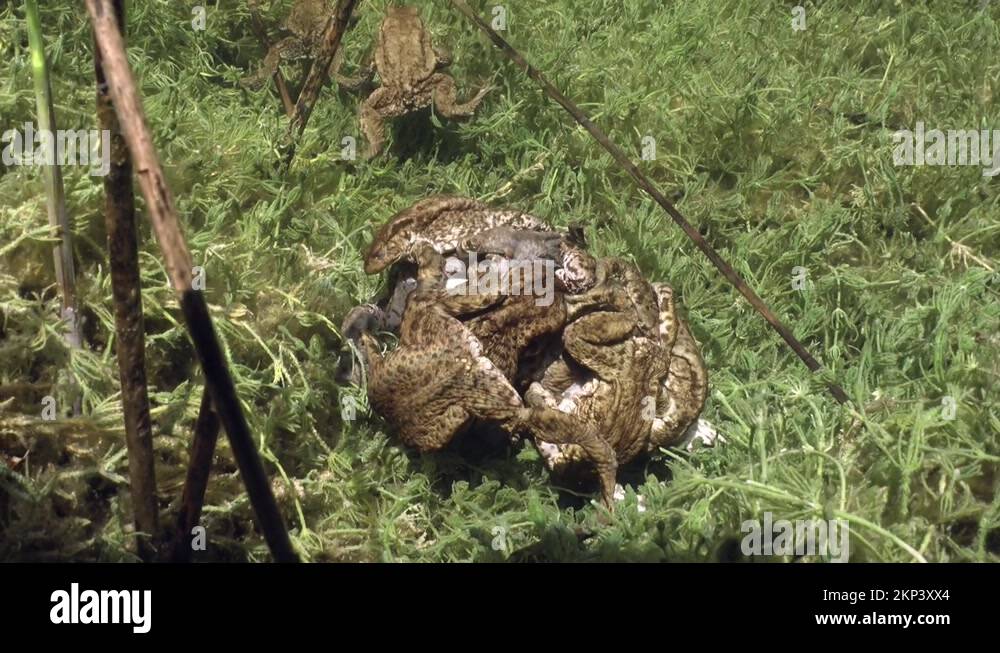 During the breeding time male Common toads (Bufo bufo) have formed ...