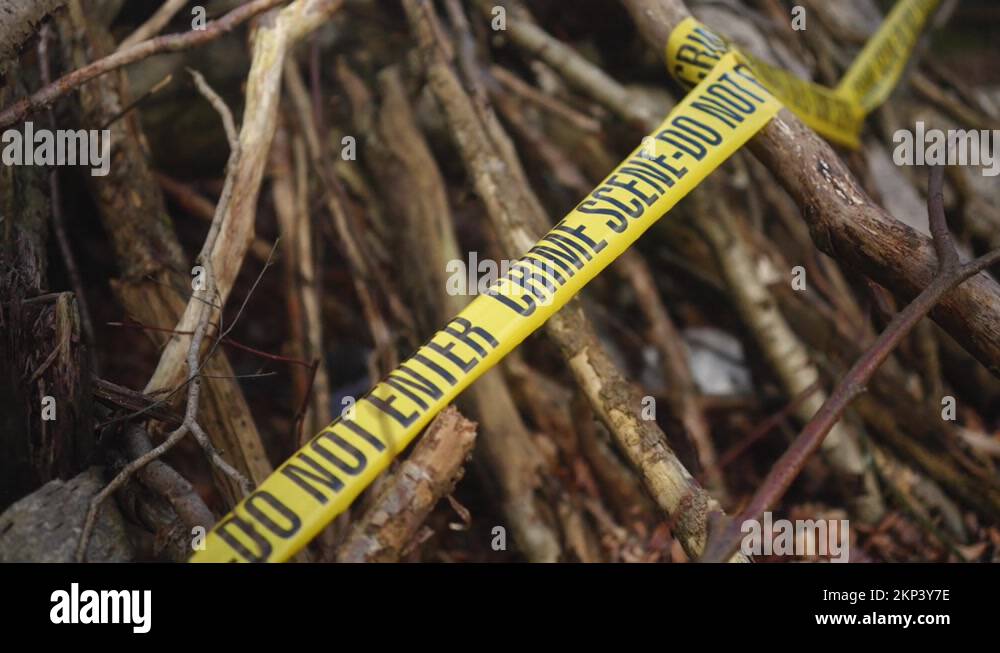 Crime scene in the woods. Taped and cornered off area with Crime Scene ...