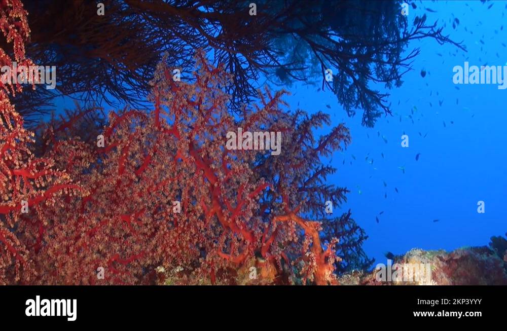 Coral scenery Stock Videos & Footage - HD and 4K Video Clips - Alamy