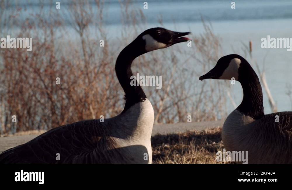 Honking geese Stock Videos & Footage - HD and 4K Video Clips - Alamy